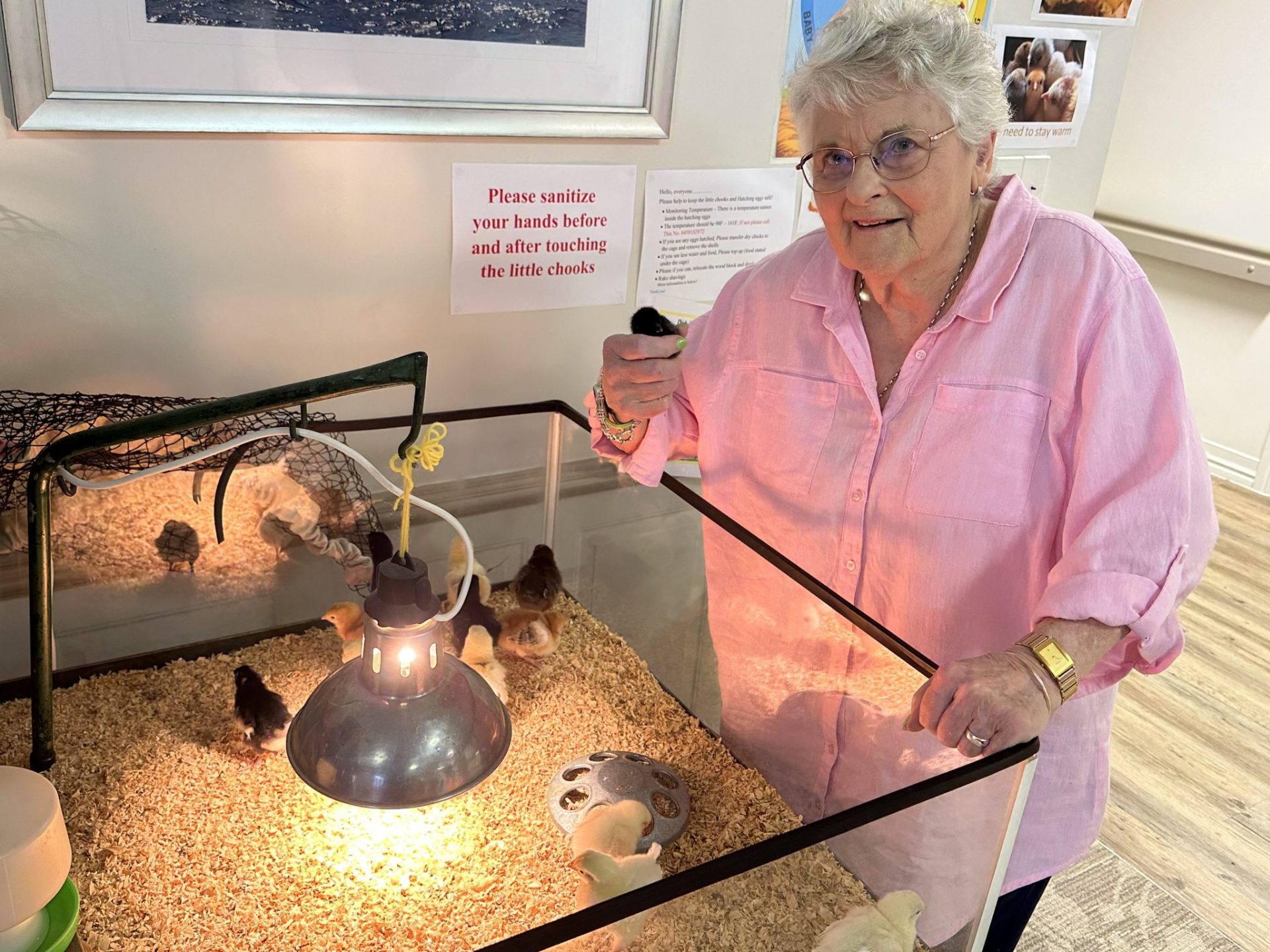 Pick up chicks at Upper Mt Gravatt! - TriCare